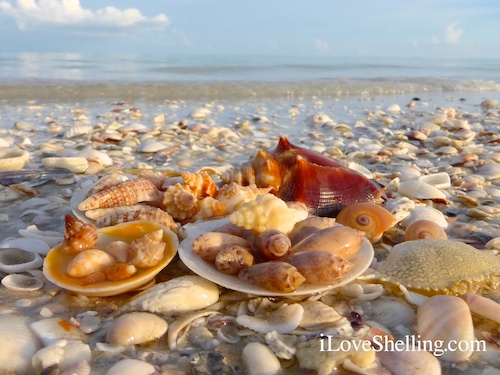 Summer Calm Low Tide | I Love Shelling