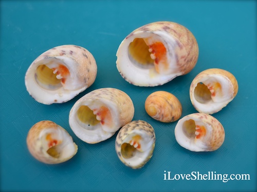 Mind Blowing Beach Bling in Guantanamo Bay | I Love Shelling