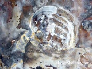 i Love Learning About Pen Shell Pearls | I Love Shelling