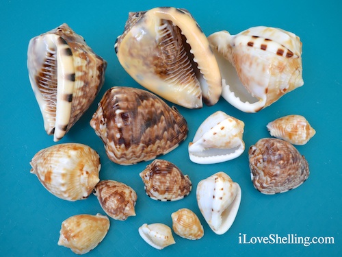 Mind Blowing Beach Bling in Guantanamo Bay | I Love Shelling