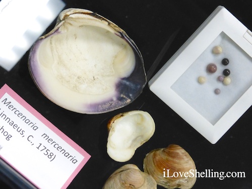 i Love Learning About Pen Shell Pearls | I Love Shelling