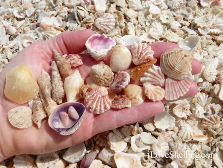 Meow! Shells Wash In At Captiva’s Blind Pass | I Love Shelling