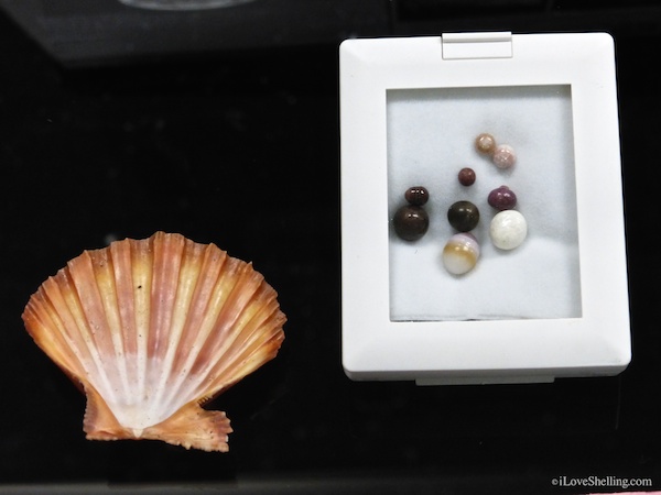 i Love Learning About Pen Shell Pearls | I Love Shelling