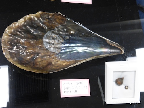 i Love Learning About Pen Shell Pearls | I Love Shelling