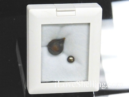 i Love Learning About Pen Shell Pearls | I Love Shelling