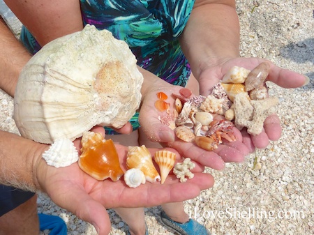Meow! Shells Wash In At Captiva’s Blind Pass | I Love Shelling