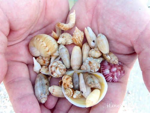 Summer Calm Low Tide | I Love Shelling