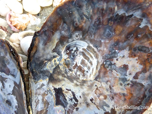 Natural Pearls | I Love Shelling