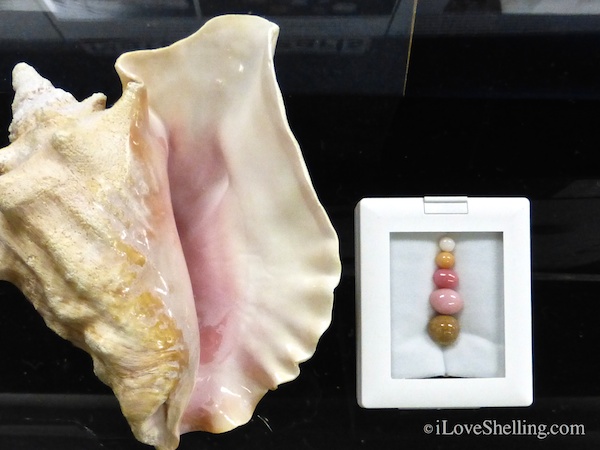 i Love Learning About Pen Shell Pearls | I Love Shelling