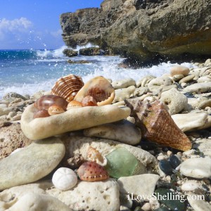 Treasures Found in Guantanamo Bay Cuba | I Love Shelling