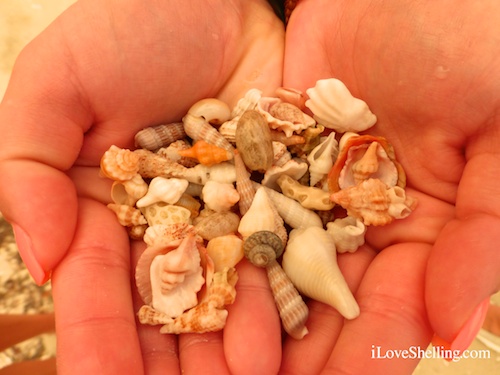 It's Raining Seashells | I Love Shelling