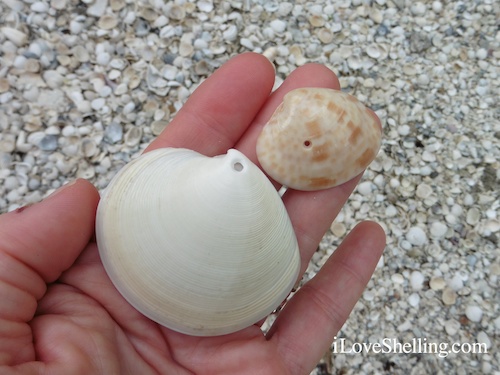 Never Desperate Beachcombers | I Love Shelling