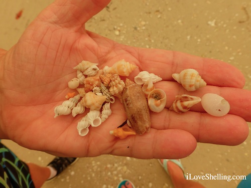 It's Raining Seashells | I Love Shelling