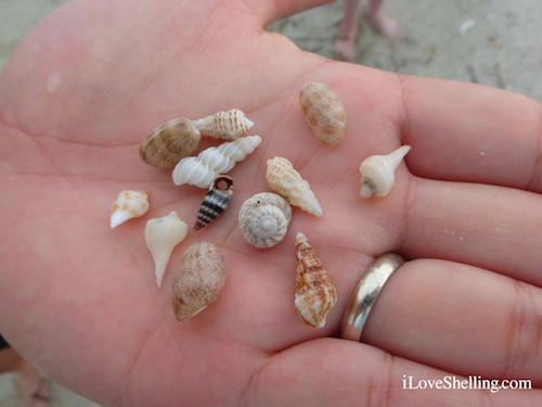 It's Raining Seashells | I Love Shelling