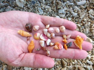Treasures Found in Guantanamo Bay Cuba | I Love Shelling