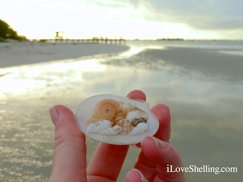 It's Raining Seashells | I Love Shelling