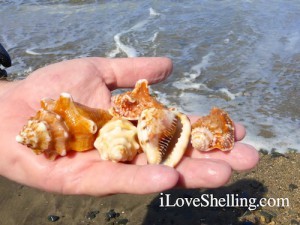 Treasures Found in Guantanamo Bay Cuba | I Love Shelling