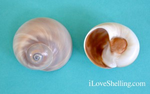 Sanibel Shark Week… Featuring The Shark Eye Shell | I Love Shelling