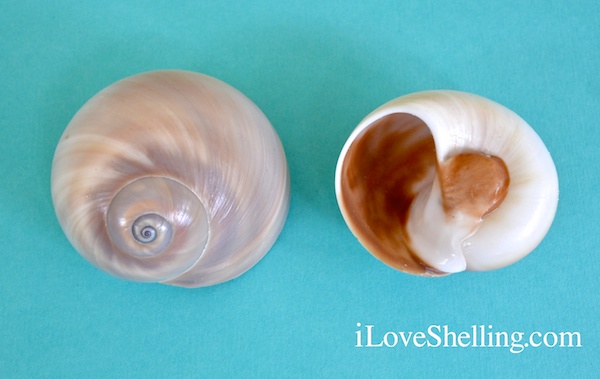 Shark’s Eye | i Love Shelling