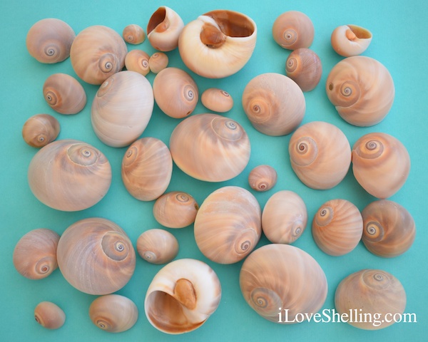 Sanibel Shark Week… Featuring The Shark Eye Shell | I Love Shelling