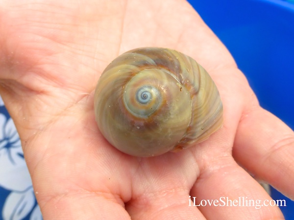 Sanibel Shark Week… Featuring The Shark Eye Shell | I Love Shelling