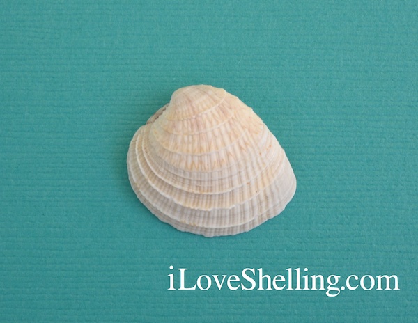 6 Most Common Shells On Sanibel Island, Florida | I Love Shelling