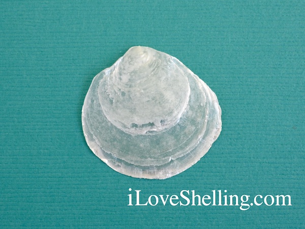 6 Most Common Shells On Sanibel Island, Florida | I Love Shelling
