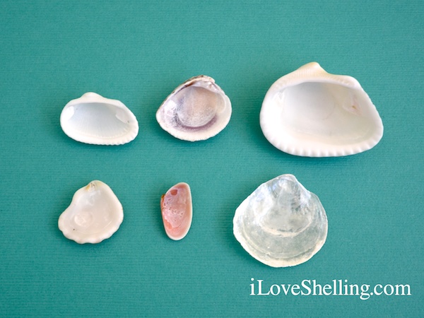 6 Most Common Shells On Sanibel Island, Florida | I Love Shelling