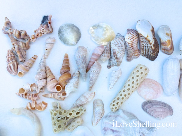 Welcome To A Paradise Shelling Cruise | I Love Shelling