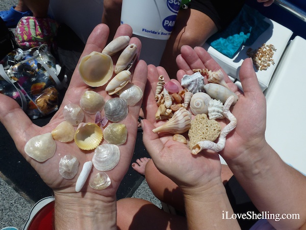 Welcome To A Paradise Shelling Cruise | I Love Shelling