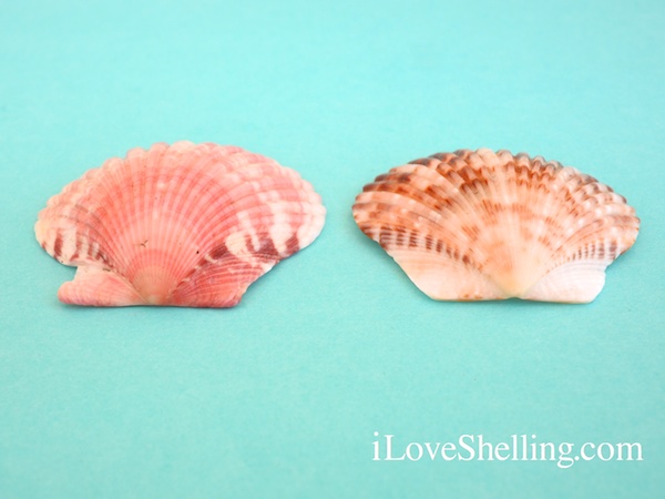Different Scallop Shells Of SouthWest Florida | I Love Shelling