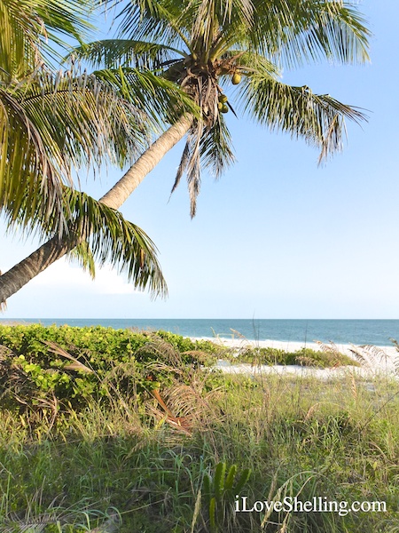 Shell Island Florida Beach With Palm Trees