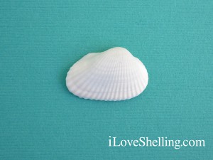 6 Most Common Shells On Sanibel Island, Florida | I Love Shelling