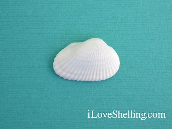 6 Most Common Shells On Sanibel Island, Florida | I Love Shelling