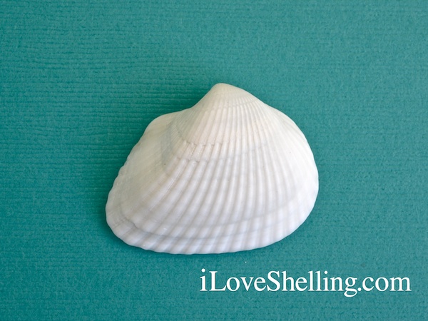 6 Most Common Shells On Sanibel Island, Florida | I Love Shelling