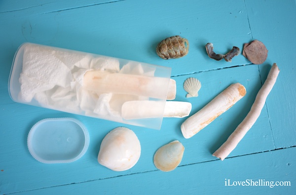 Packing Breakable Seashells Safely For Traveling | I Love Shelling