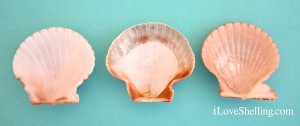 Different Scallop Shells Of SouthWest Florida | I Love Shelling