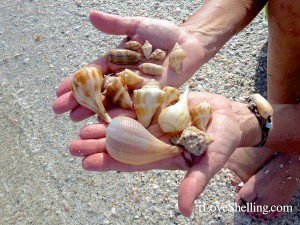 So Many Beach Discoveries So Little Time | I Love Shelling
