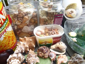 Packing Breakable Seashells Safely For Traveling | I Love Shelling