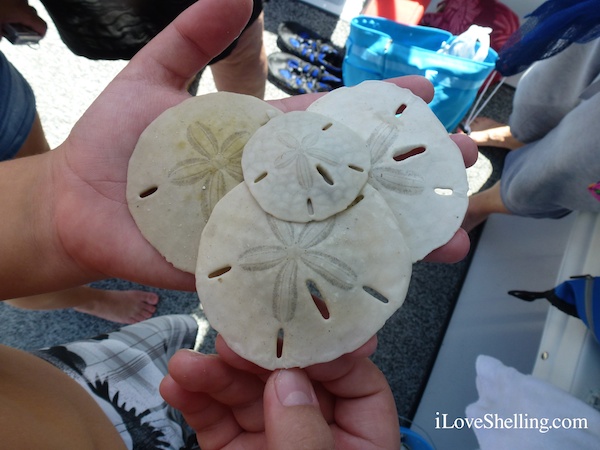 Welcome To A Paradise Shelling Cruise | I Love Shelling