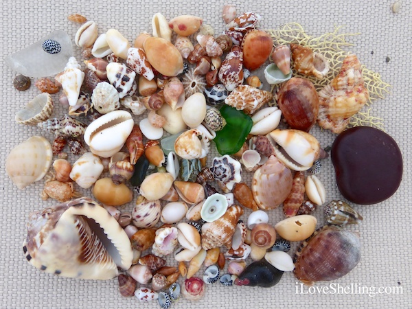 Packing Breakable Seashells Safely For Traveling | I Love Shelling