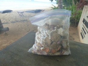 Packing Breakable Seashells Safely For Traveling | I Love Shelling