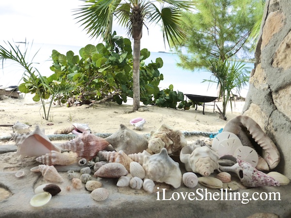 Packing Breakable Seashells Safely For Traveling | I Love Shelling