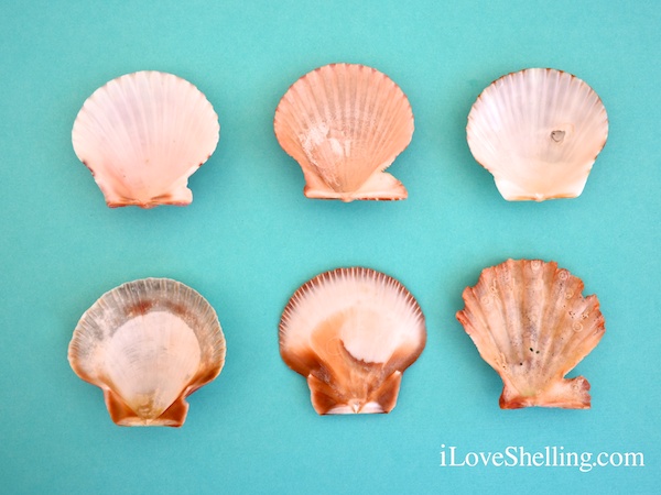 Different Scallop Shells Of SouthWest Florida | I Love Shelling