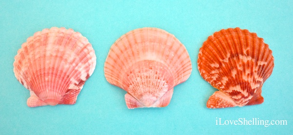 Different Scallop Shells Of SouthWest Florida | I Love Shelling