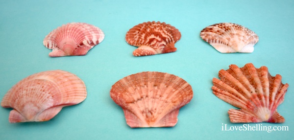 Different Scallop Shells Of SouthWest Florida | I Love Shelling