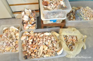 So Many Beach Discoveries So Little Time | I Love Shelling