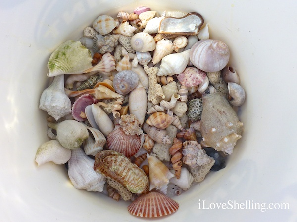 Welcome To A Paradise Shelling Cruise | I Love Shelling