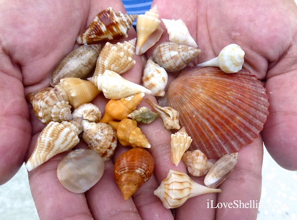 Shelling In The Rain | I Love Shelling