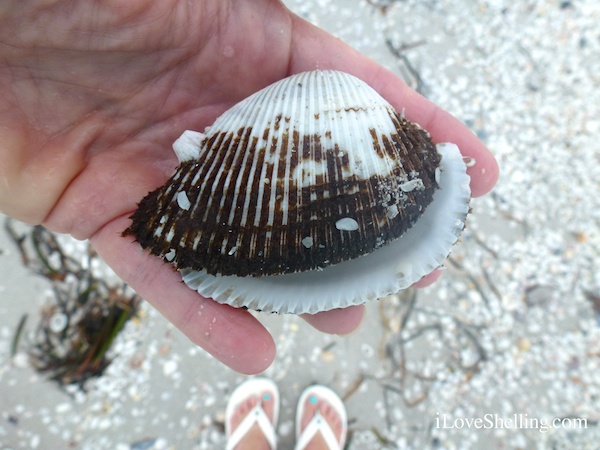 Shelling In The Rain | I Love Shelling